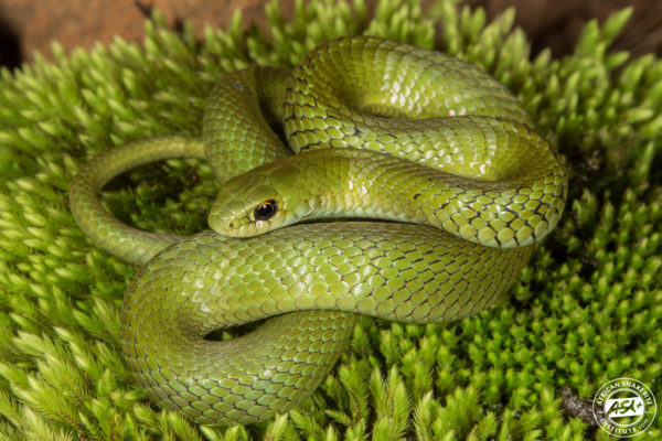Many-spotted Reed Snake - African Snakebite Institute
