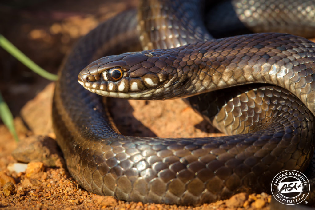 Many-spotted Reed Snake - African Snakebite Institute