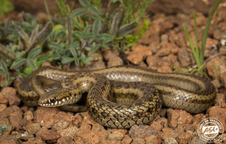 Many-spotted Reed Snake - African Snakebite Institute