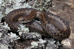 Many-spotted Reed Snake - African Snakebite Institute