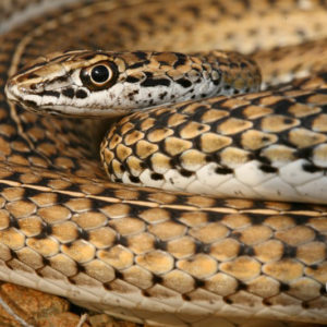 Snakes - Page 5 of 13 - African Snakebite Institute