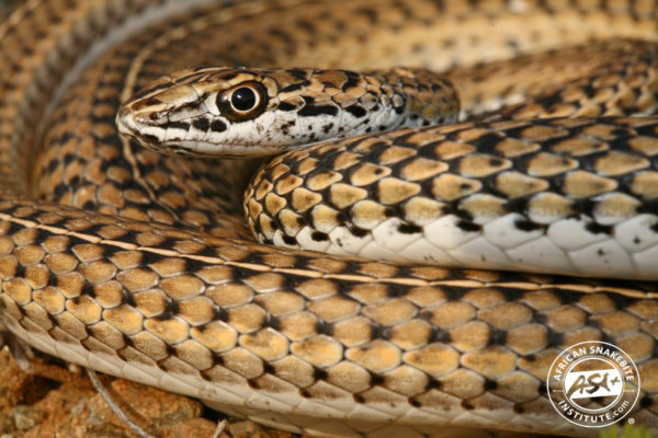 Namib Sand Snake - African Snakebite Institute