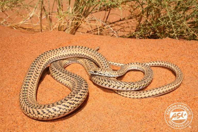 Namib Sand Snake - African Snakebite Institute