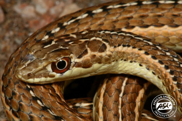 Namib Sand Snake - African Snakebite Institute