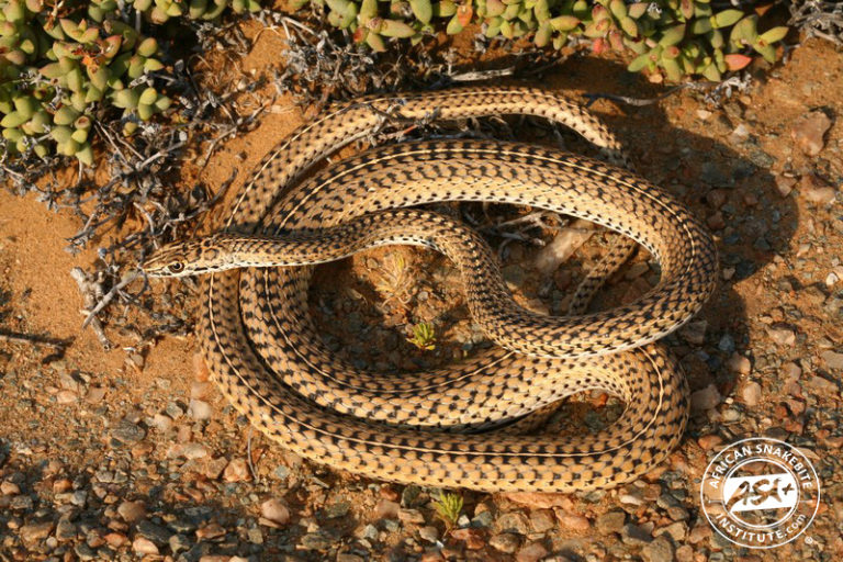 Namib Sand Snake - African Snakebite Institute