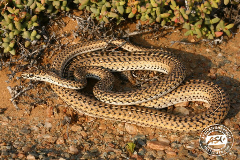 Namib Sand Snake - African Snakebite Institute