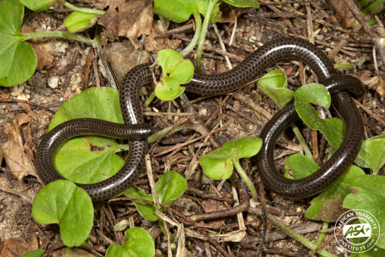 Peters' Thread Snake - African Snakebite Institute