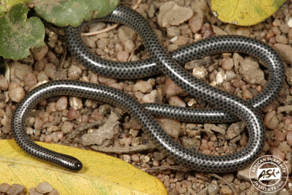 Peters' Thread Snake - African Snakebite Institute