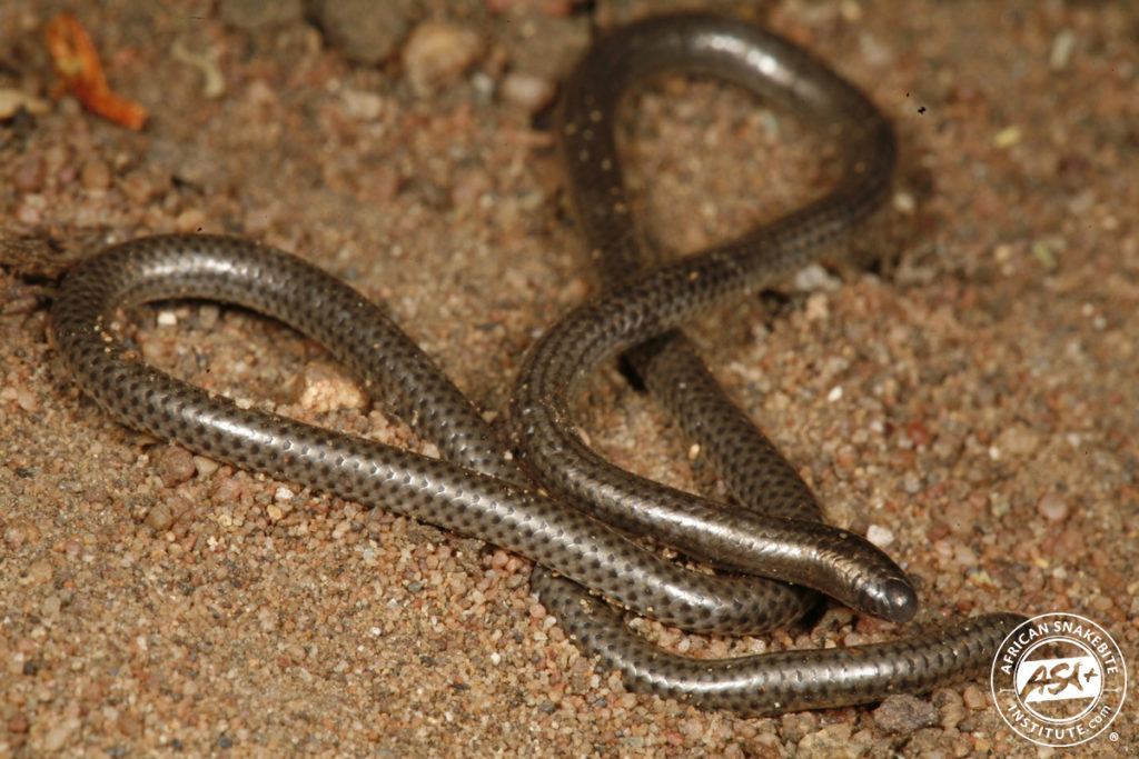 Peters' Thread Snake - African Snakebite Institute