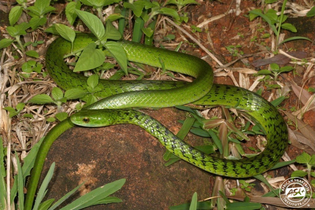 Angola Green Snake - African Snakebite Institute