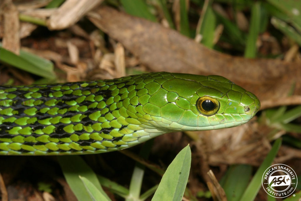 Angola Green Snake - African Snakebite Institute