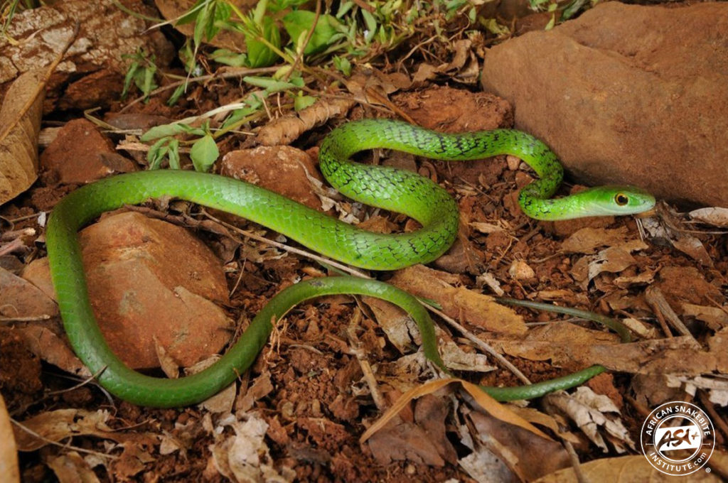 Angola Green Snake - African Snakebite Institute