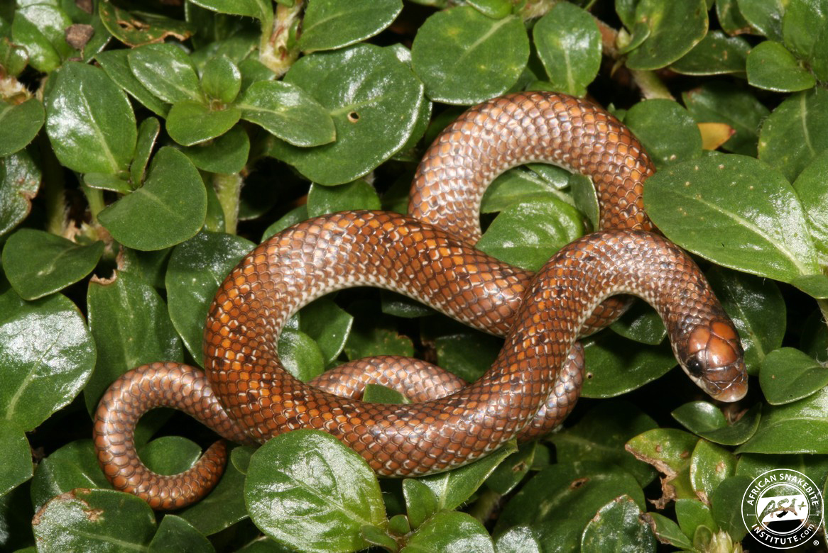 Sundevall's Shovel-snout - African Snakebite Institute