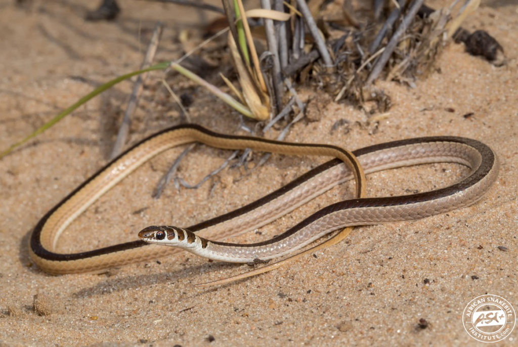 Dwarf Sand Snake - African Snakebite Institute