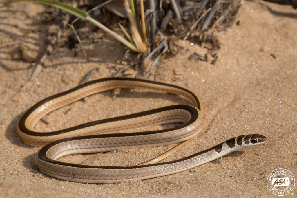 Dwarf Sand Snake - African Snakebite Institute