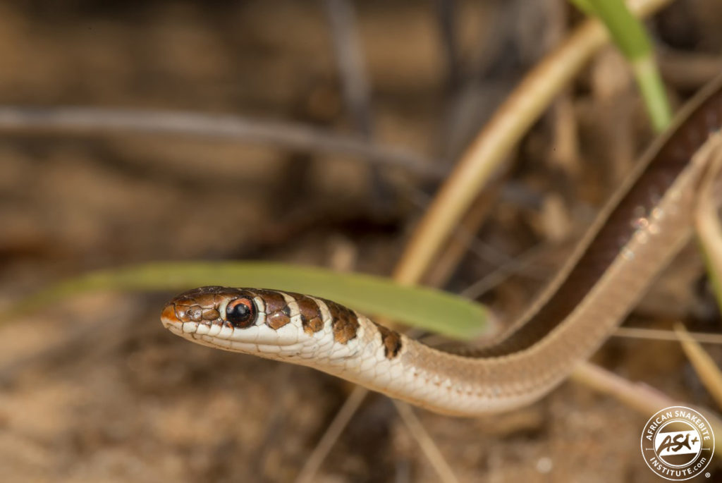 Dwarf Sand Snake - African Snakebite Institute