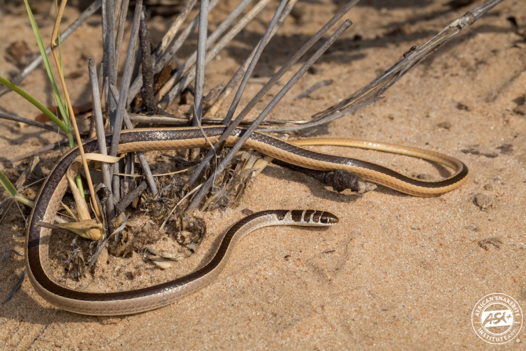 Dwarf Sand Snake - African Snakebite Institute