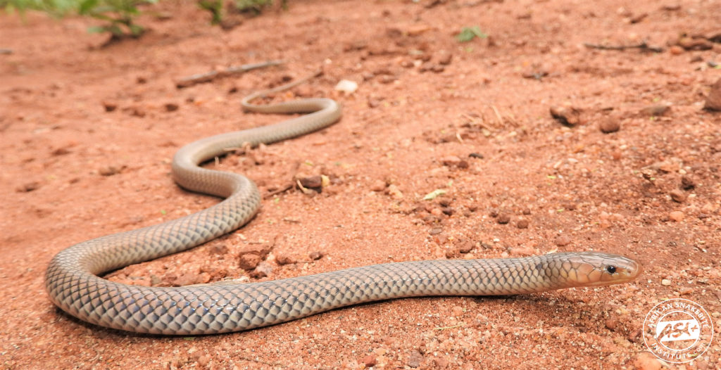 Reticulated Centipede-eater - African Snakebite Institute