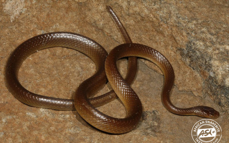 Swazi Rock Snake - African Snakebite Institute