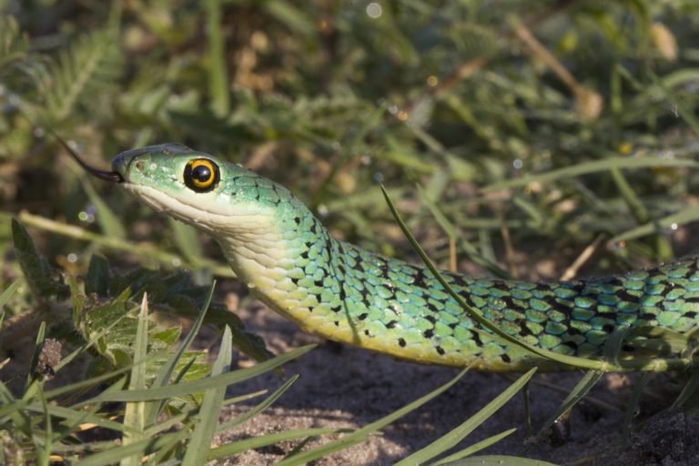 Spotted Bush Snake - African Snakebite Institute