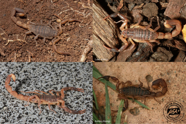 The Small Brown Scorpion of Gauteng - African Snakebite Institute