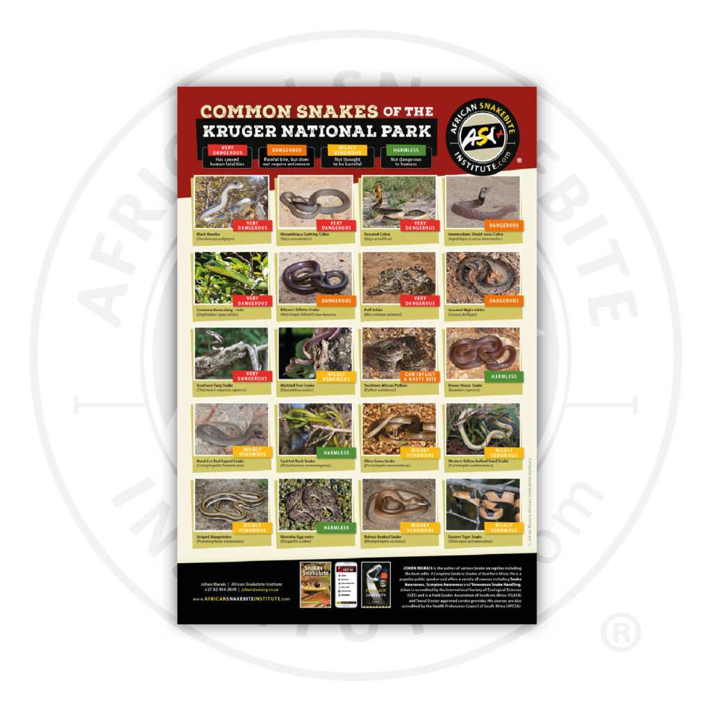 ASI Common Snakes of the Kruger National Park Poster (Printed ...