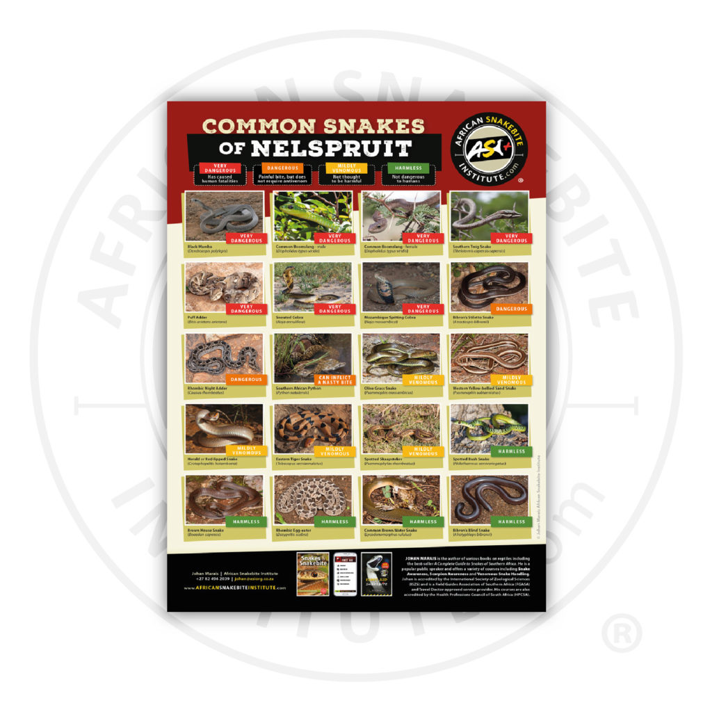 ASI Common Snakes of Nelspruit Poster (Printed) - African Snakebite ...