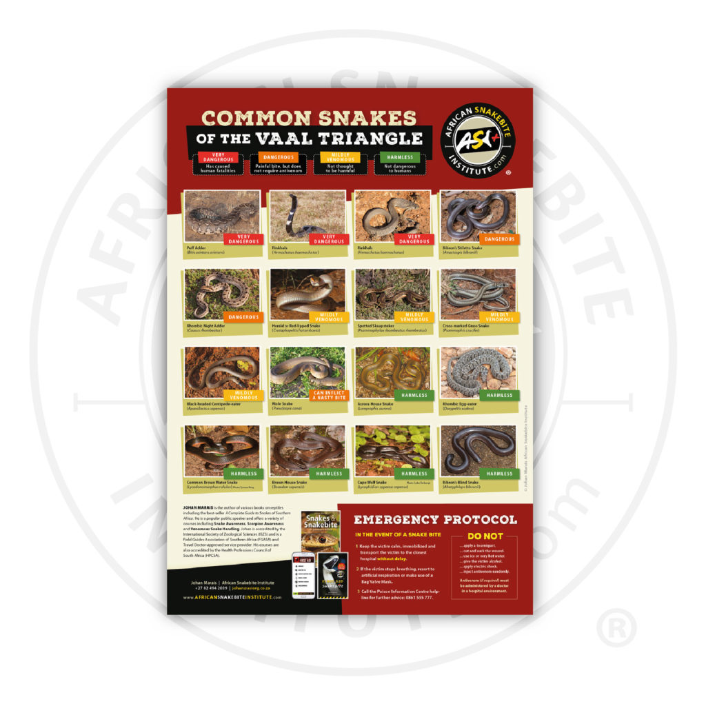 ASI Common Snakes of the Vaal Triangle Poster (Printed) - African ...