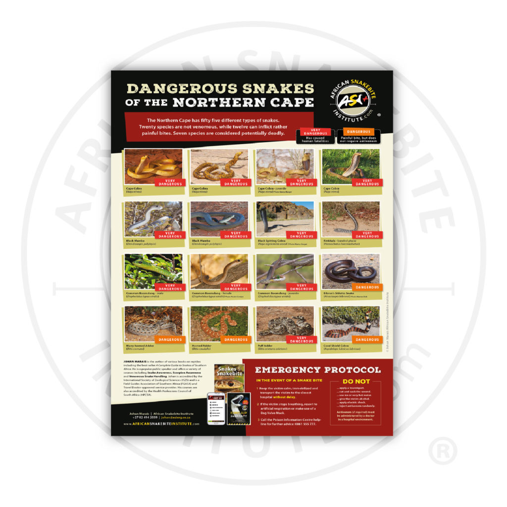 ASI Dangerous Snakes of the Northern Cape Poster (Printed) - African ...