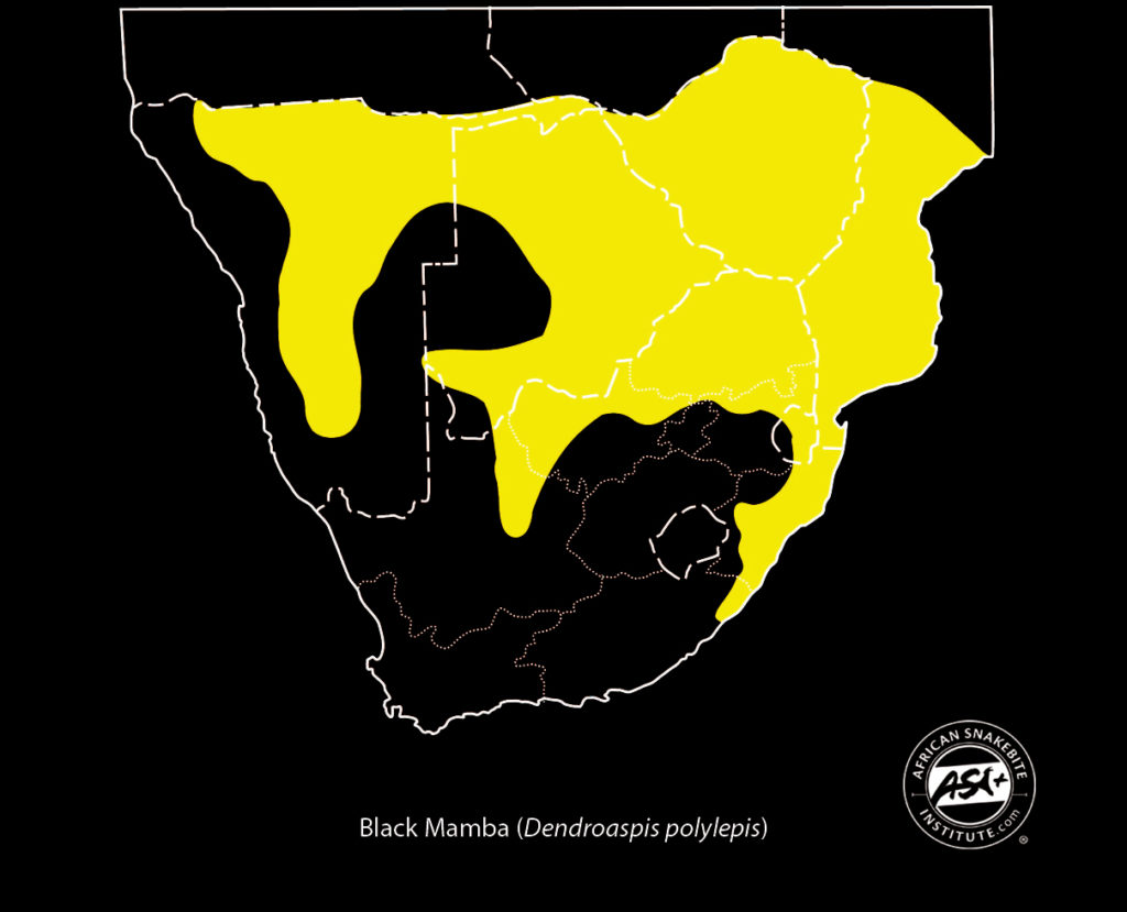 Black Mamba - African Snakebite Institute