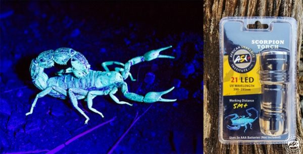 How to identify a potentially dangerous scorpion - African Snakebite Institute