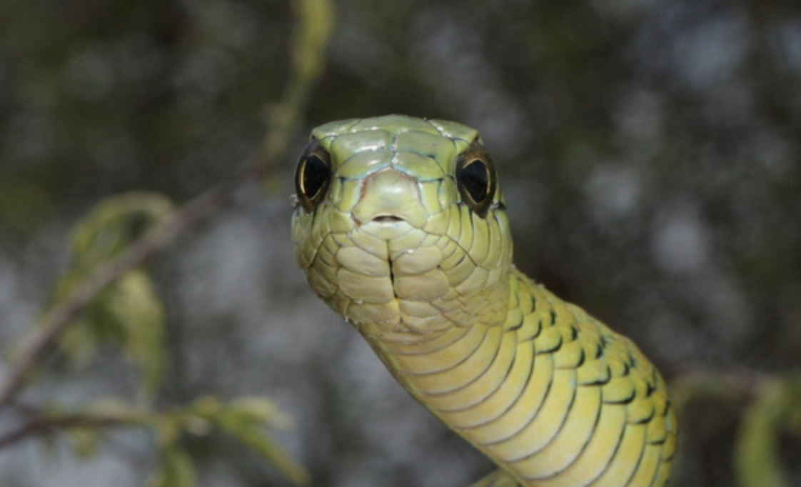 ASI Newsletter - Snakes and Sight - African Snakebite Institute