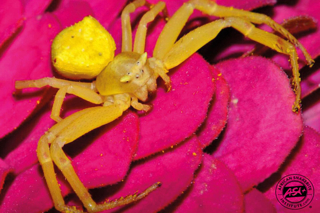 Crab Spider - African Snakebite Institute