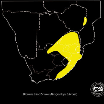 Bibron’s Blind Snake - African Snakebite Institute