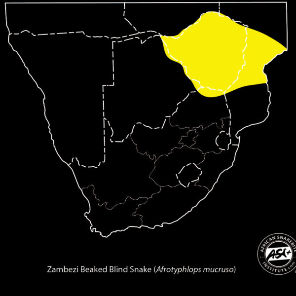 Zambezi Blind Snake - African Snakebite Institute