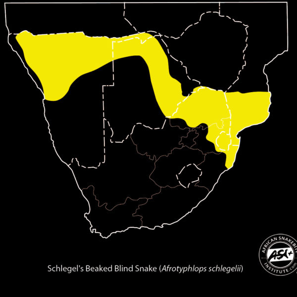 Schlegel’s Blind Snake - African Snakebite Institute