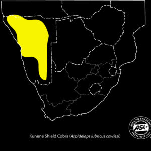 Kunene Shield Cobra - African Snakebite Institute