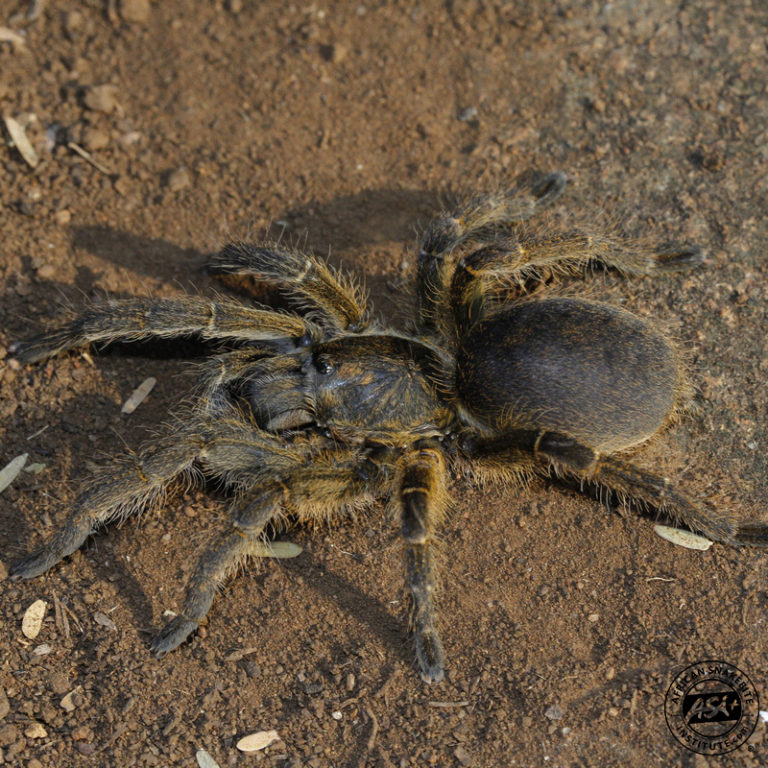 Baboon Spider - African Snakebite Institute