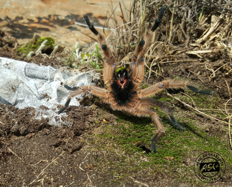 Baboon Spider - African Snakebite Institute