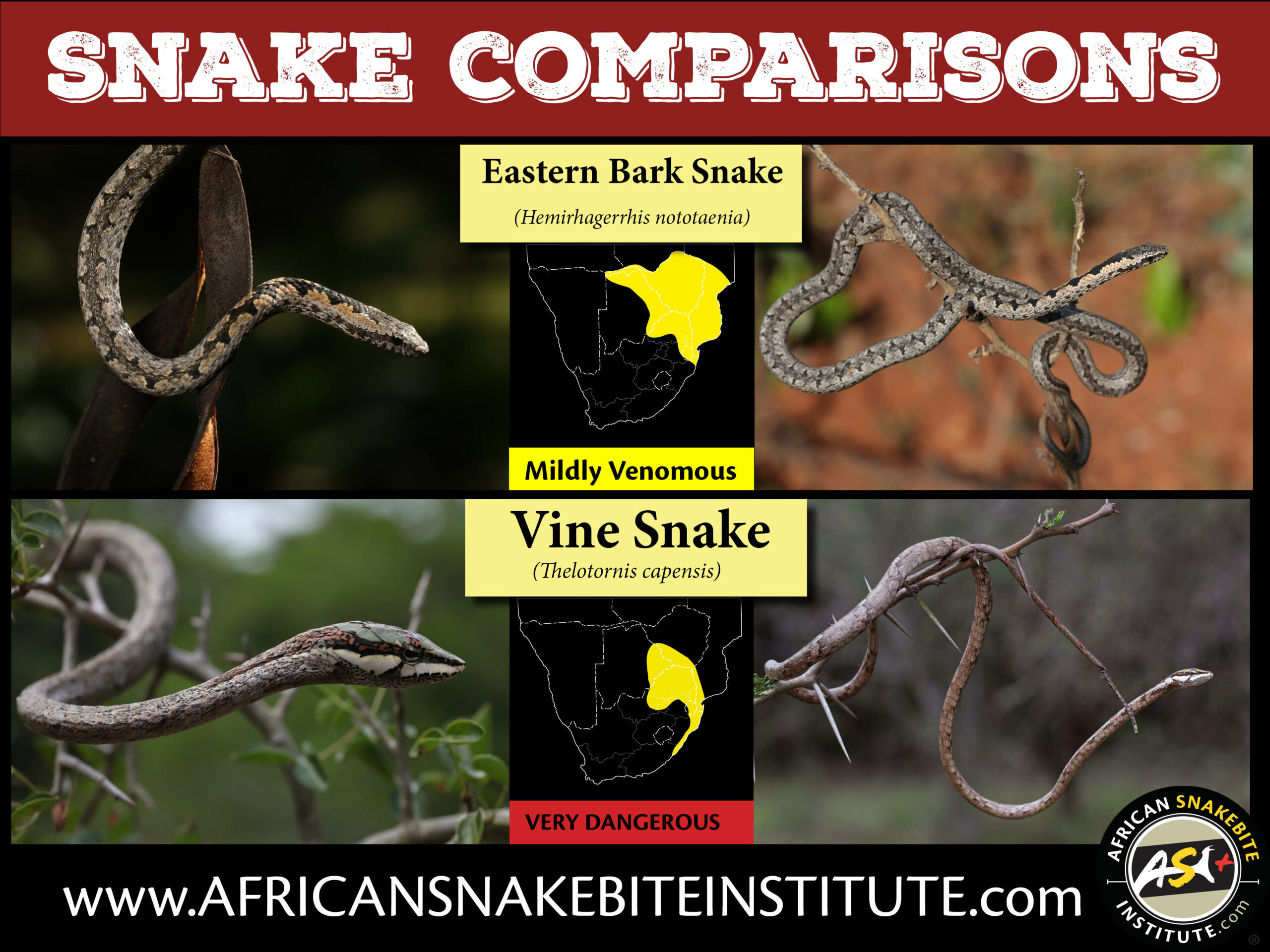 Snake Comparison - Eastern Bark Snake vs Vine Snake - African Snakebite ...