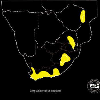 Berg Adder - African Snakebite Institute