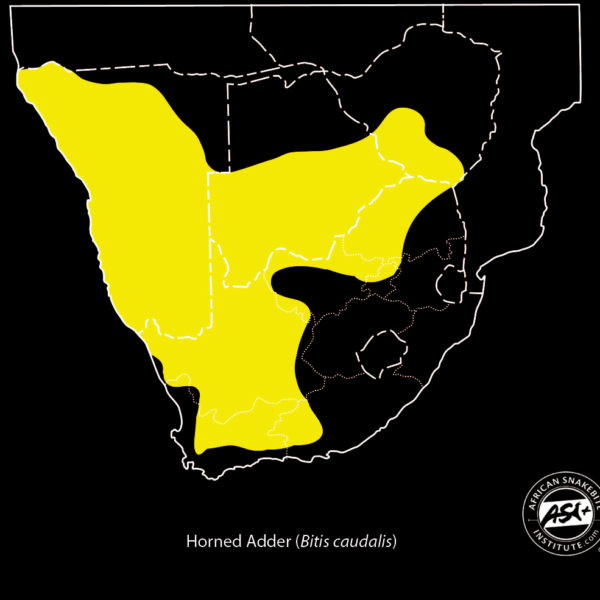 Horned Adder - African Snakebite Institute