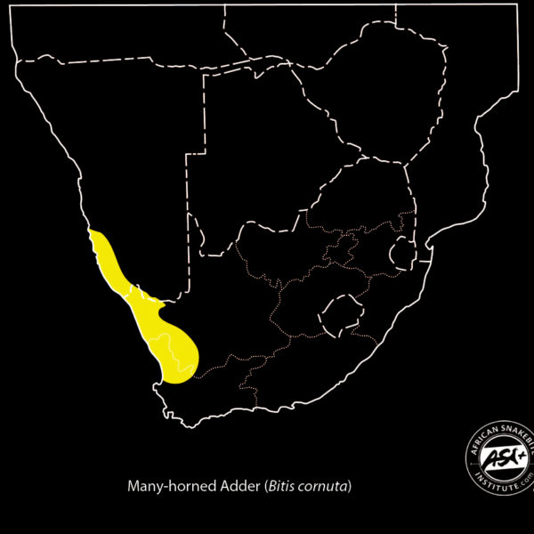 Many-horned Adder - African Snakebite Institute