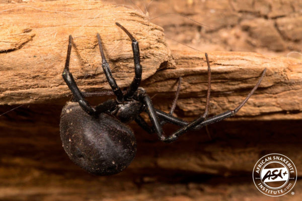 Black Button Spider - African Snakebite Institute