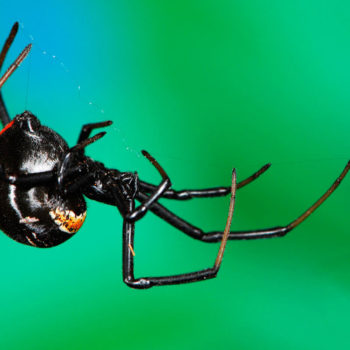 Black Button Spider - African Snakebite Institute