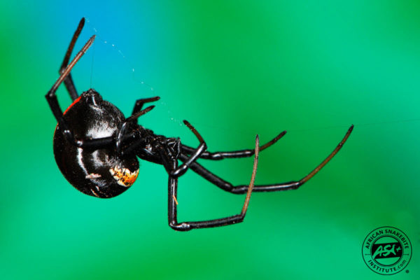 Black Button Spider - African Snakebite Institute