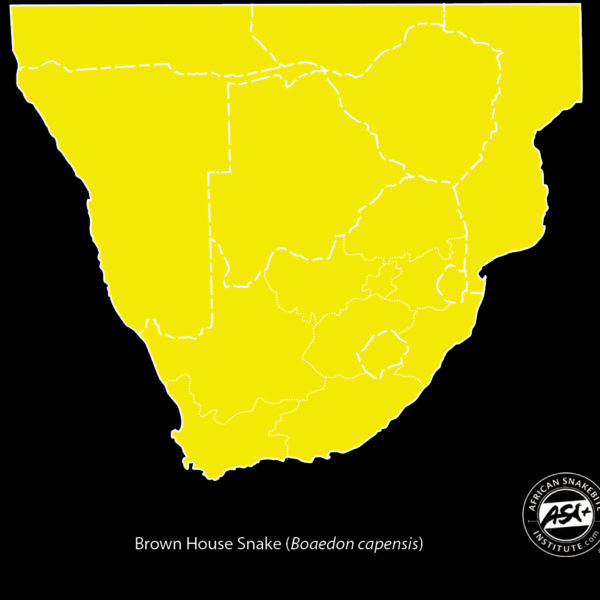 Brown House Snake - African Snakebite Institute