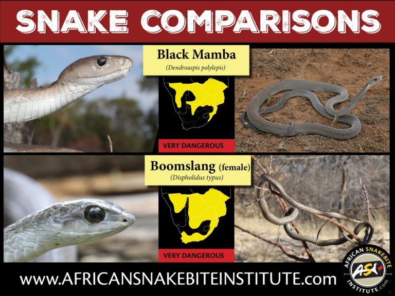 Snake Comparison - Black Mamba vs Boomslang - African Snakebite Institute