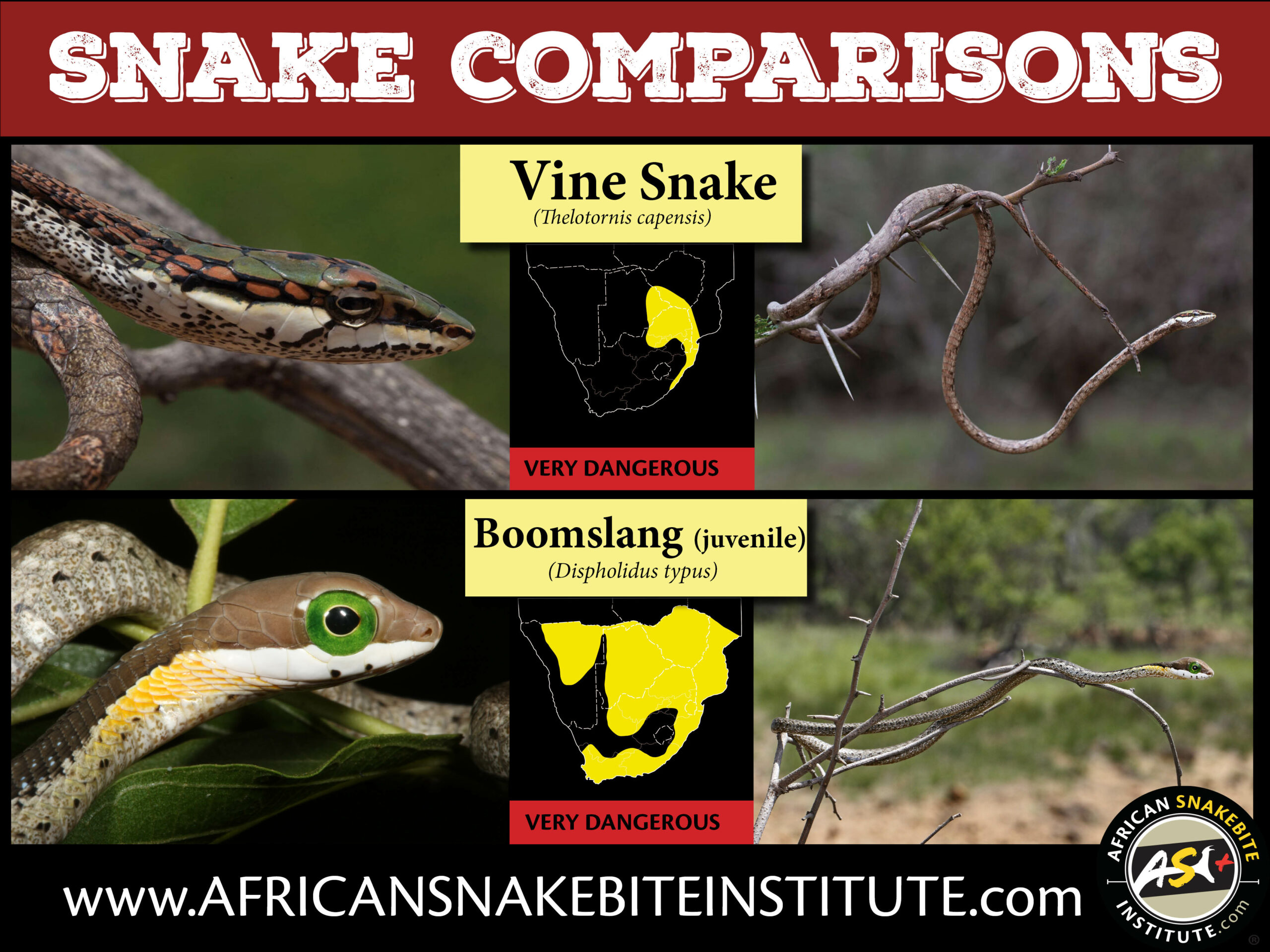 Snake Comparison - Twig Snake vs Juvenile Boomslang - African Snakebite ...
