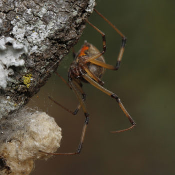 Brown Button Spider - African Snakebite Institute